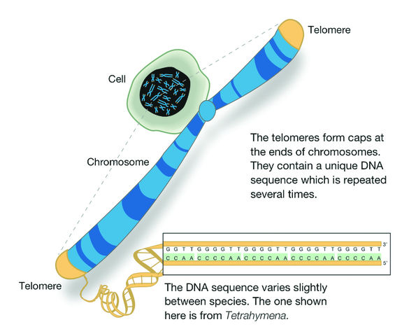HISTORIA DE LA BIOLOGÍA MOLECULAR timeline | Timetoast timelines