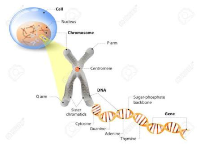 Biologia Molecular timeline | Timetoast timelines
