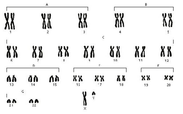 GENÉTICA HISTORIA timeline | Timetoast timelines