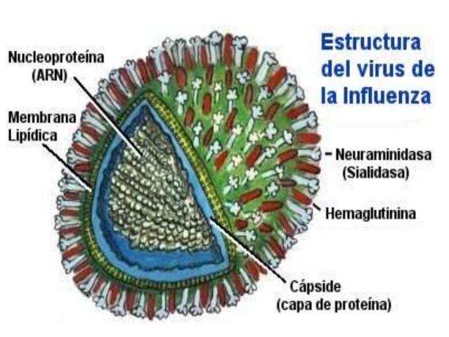 Desarrollo de la microbiología timeline | Timetoast timelines