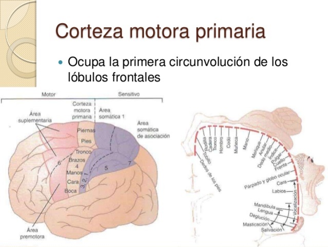 Neurociencias timeline | Timetoast timelines