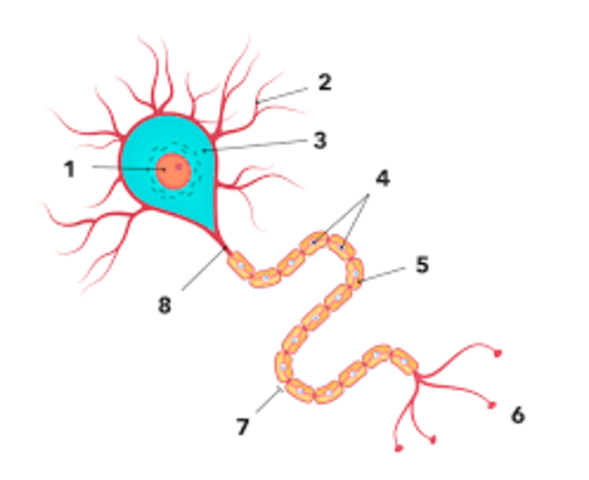 DE DÓNDE VIENE Y PARA DÓNDE VA EL CEREBRO timeline | Timetoast timelines