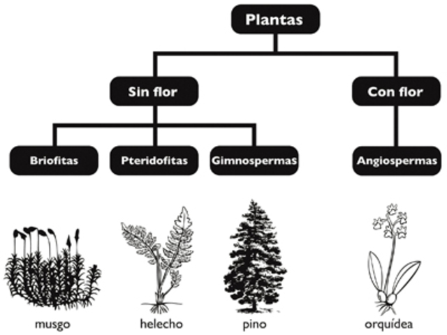 historia de la biologia timeline | Timetoast timelines
