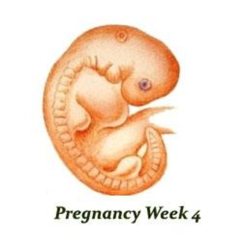 Prenatal Timeline | Timetoast timelines