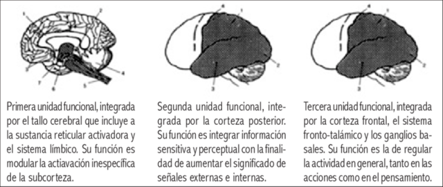 Historia de la psicofisiologia timeline | Timetoast timelines
