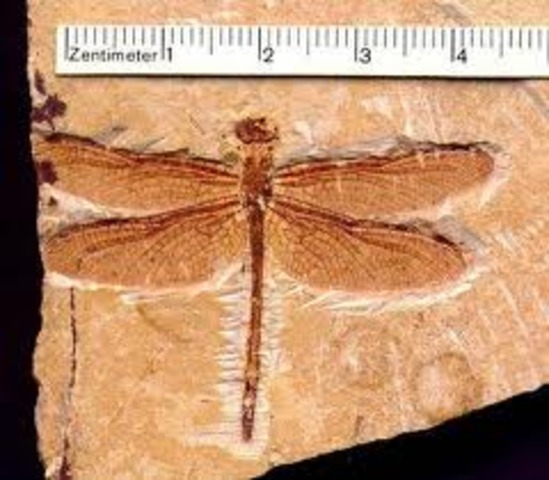 History of Life on Earth timeline | Timetoast timelines