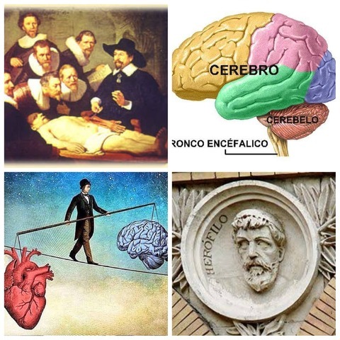 La anatomía como ciencia timeline | Timetoast timelines