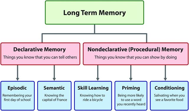 Clay - Second Language Acquisition timeline | Timetoast timelines