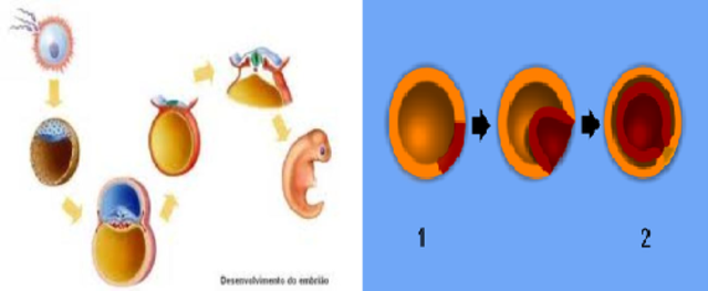 HISTORIA DE LA BIOLOGIA timeline | Timetoast timelines