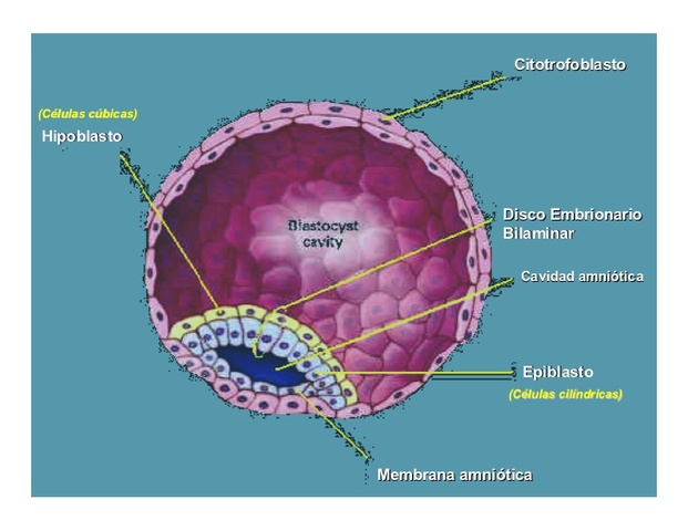 DESARROLLO DEL SISTEMA NERVIOSO timeline | Timetoast timelines