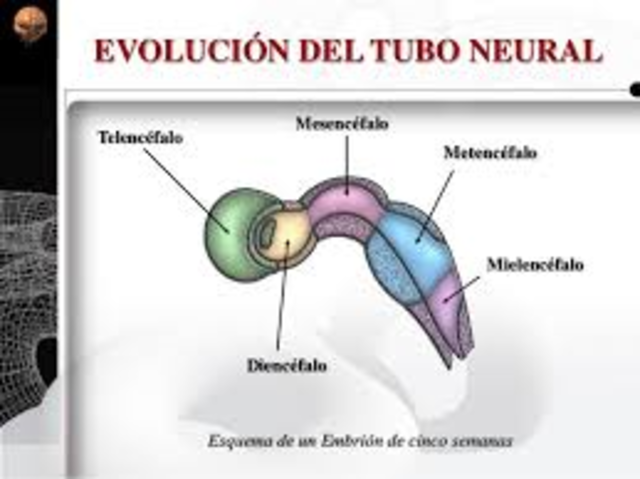 DESARROLLO DEL SISTEMA NERVIOSO timeline | Timetoast timelines