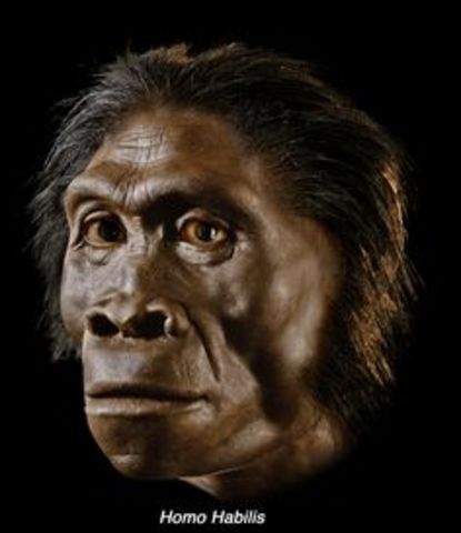 Evolucion del hombre timeline | Timetoast timelines