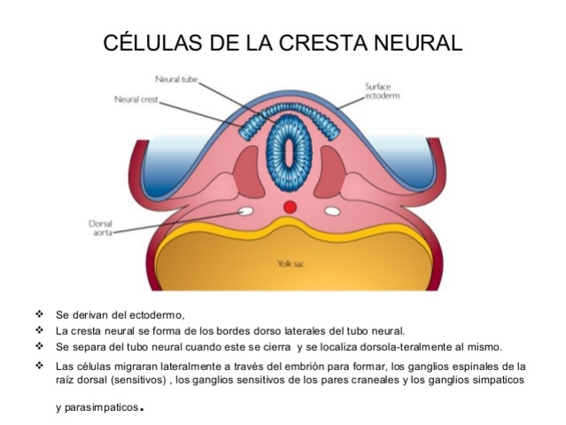 DESARROLLO DEL SISTEMA NERVIOSO timeline | Timetoast timelines