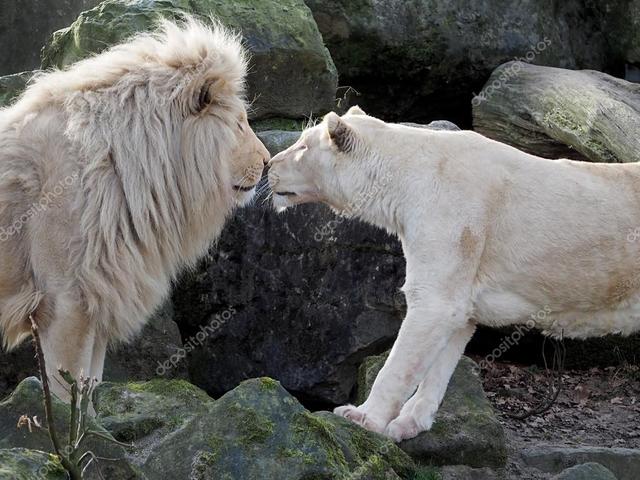 la reproduccion de los leones blancos y negros timeline | Timetoast ...