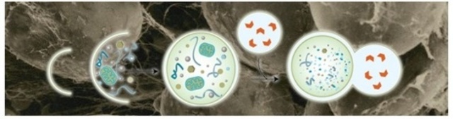 LA BIOLOGÍA Y SUS CONCEPCIONES DEL FENÓMENO BIOLÓGICO timeline ...