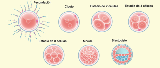 Desarrollo embrionario timeline | Timetoast timelines