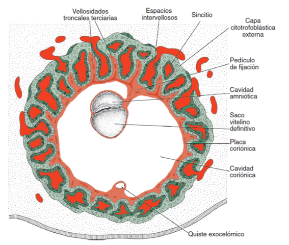 periodo embrionario timeline | Timetoast timelines
