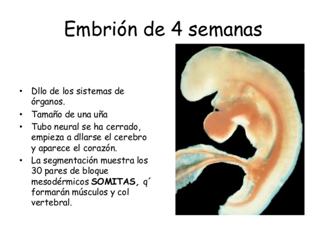 DESARROLLO EMBRIONARIO timeline | Timetoast timelines