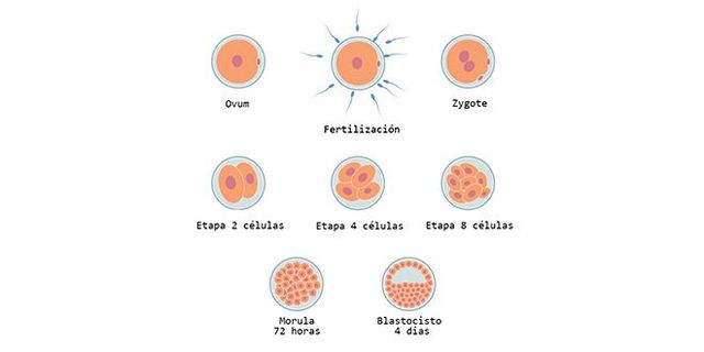 Período Embrionario timeline | Timetoast timelines