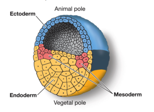 Desarrollo Embrionario timeline | Timetoast timelines