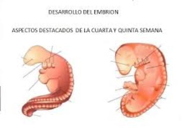Desarrollo Embrionario timeline | Timetoast timelines