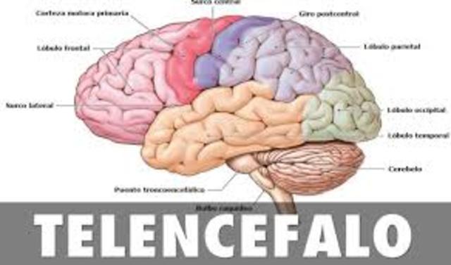 El Cerebro timeline | Timetoast timelines