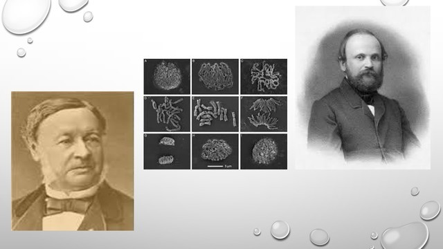 Historia de la biología timeline | Timetoast timelines
