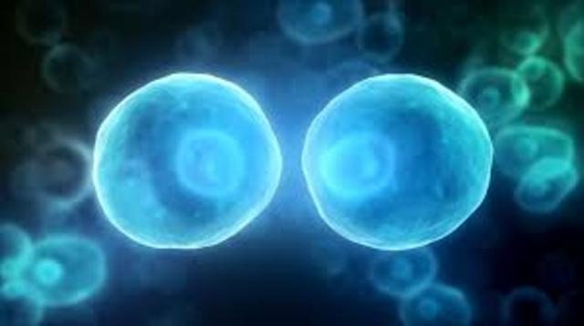 The Cell theory and discoveries timeline | Timetoast timelines