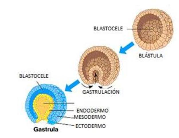 Desarrollo embrionario timeline | Timetoast timelines
