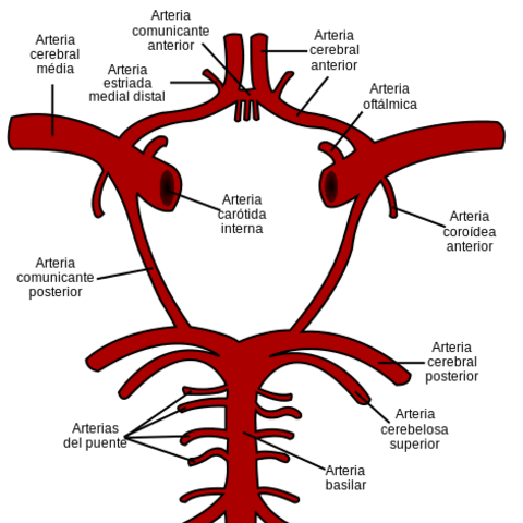 Fisiopatología del EVC timeline | Timetoast timelines