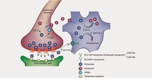 Fisiopatologia de EVC timeline | Timetoast timelines