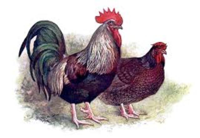 ASA Chicken Timeline | Timetoast timelines