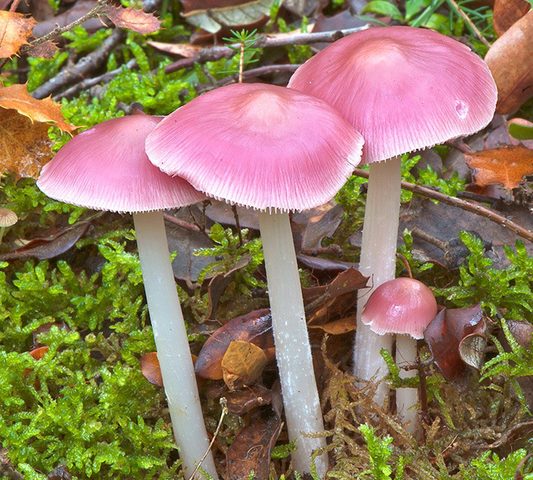 Historia de la Micología timeline | Timetoast timelines