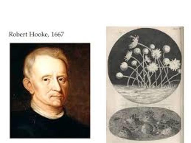 Historia de la Micología timeline | Timetoast timelines