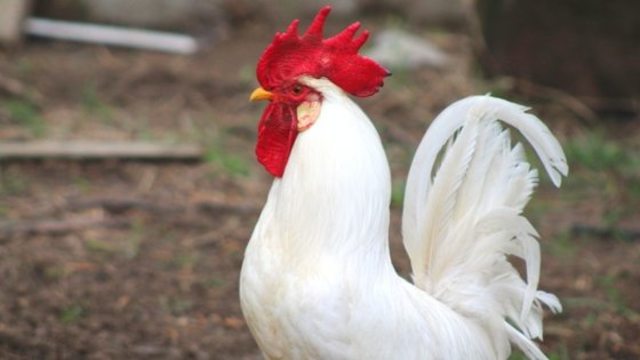 ASA Chicken Timeline | Timetoast timelines