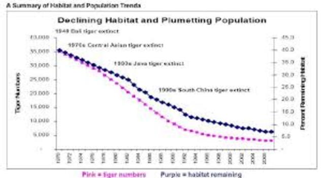 Tiger Population Throughout The Years