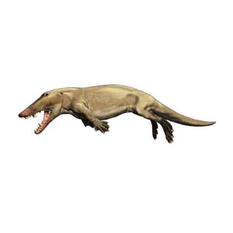 The Evolution of Whales timeline | Timetoast timelines