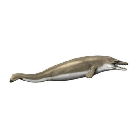 The Evolution of Whales timeline | Timetoast timelines