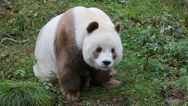 Evolution of the Giant Panda timeline | Timetoast timelines