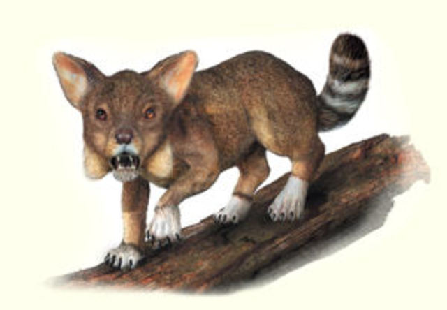 Evolution of the dog timeline | Timetoast timelines