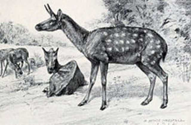 Evolution of the Giraffe! timeline | Timetoast timelines