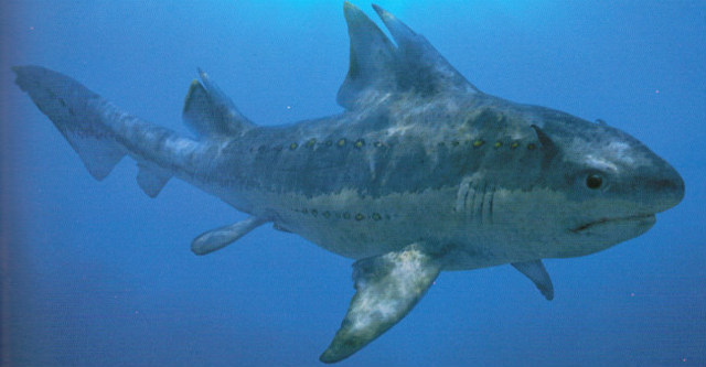 Biodiversity and Evolution of Sharks timeline | Timetoast timelines