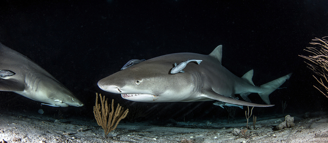 Biodiversity and Evolution of Sharks timeline | Timetoast timelines