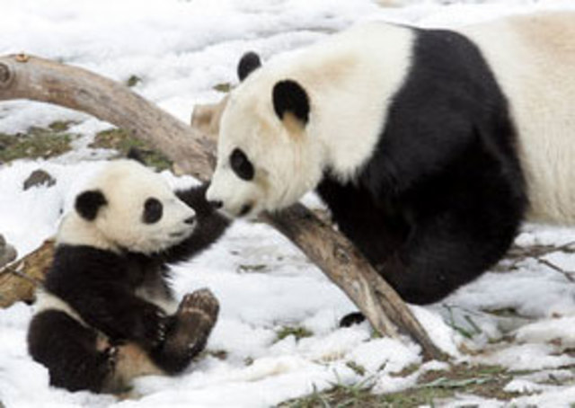 Evolution of Giant Pandas (Ailuropoda melanoleuca) timeline | Timetoast ...