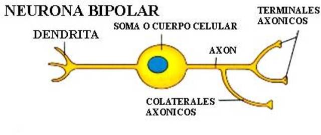 Sistema nervioso timeline | Timetoast timelines