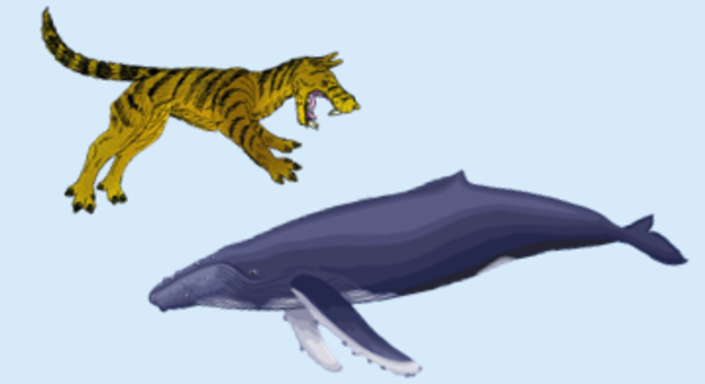 Evolution of Whale timeline | Timetoast timelines