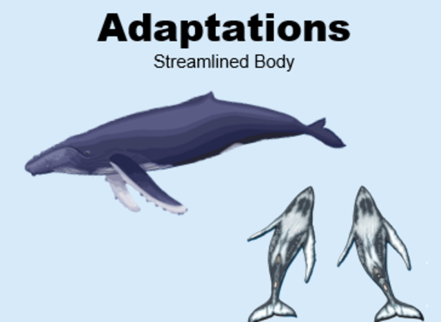 Evolution of Whale timeline | Timetoast timelines