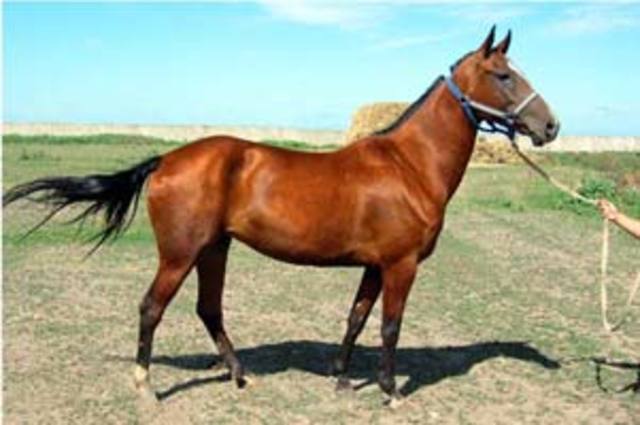 Evolution of the Horses timeline | Timetoast timelines