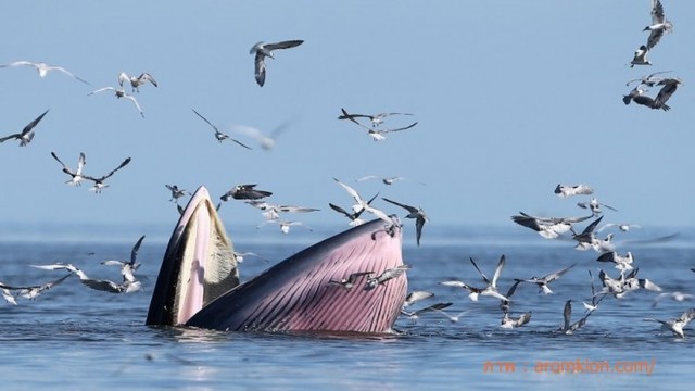 The Whale Evolution timeline | Timetoast timelines