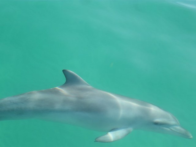 Evolution of the Dolphin timeline | Timetoast timelines